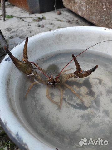 Речной рак мужского пола