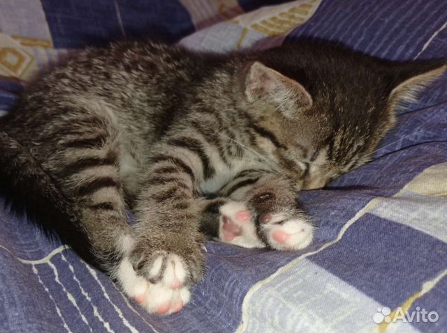 Котëнок