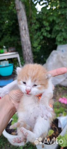 Кошка в дар бесплатно