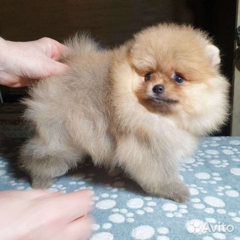 Померанский шпиц мини РКФ