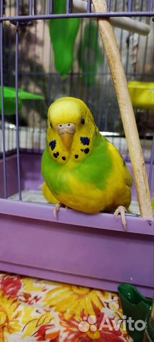 Отдам попугая с клеткой