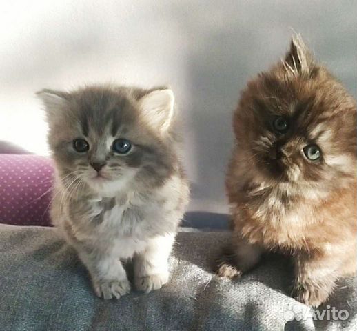 Сибирские домашние котята