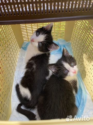 Котята в добрые руки