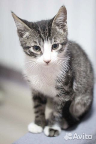 Европейская кошка