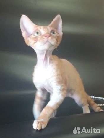 Котята девон-рекс