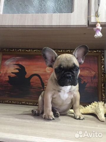 Французский бульдог