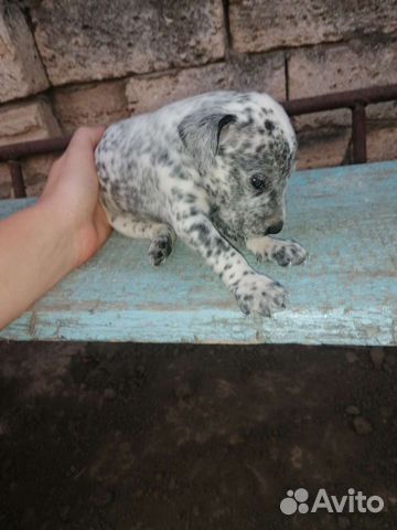 Щенки долматинца