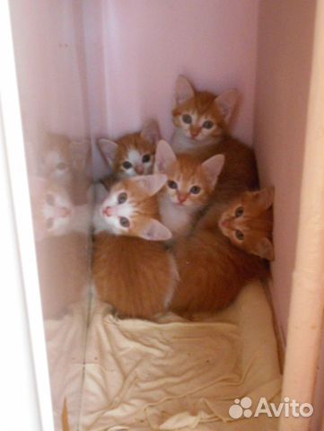 Рыжие котята