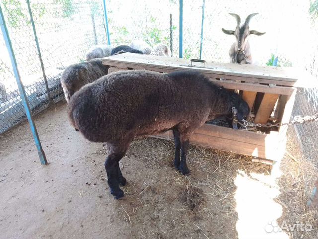 Овцы гиссарские