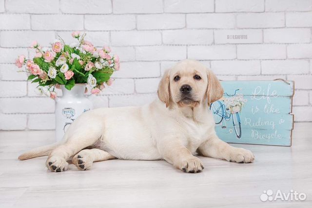 Чудесная палевая девочка