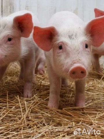 Поросята