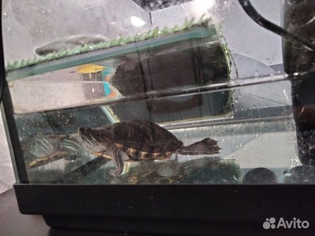 Красноухая черепаха с террариумом