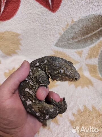 Гигантский бананоед (Rhacodactylus leachianus)