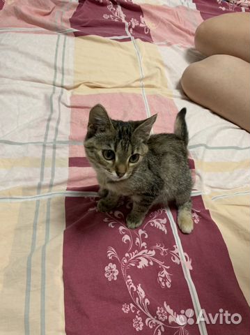 Котенок девочка в добрые руки