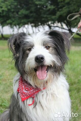 Милый пёс Велес в дар