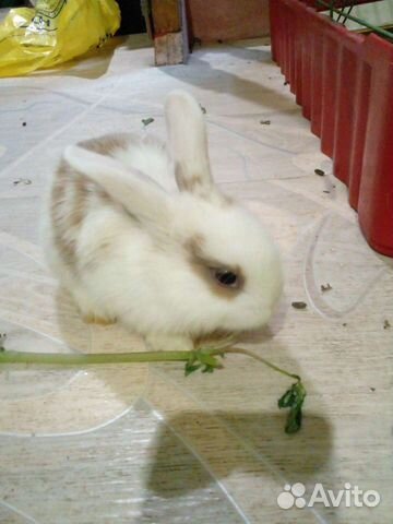 Декоративная крольчиха вислоухая
