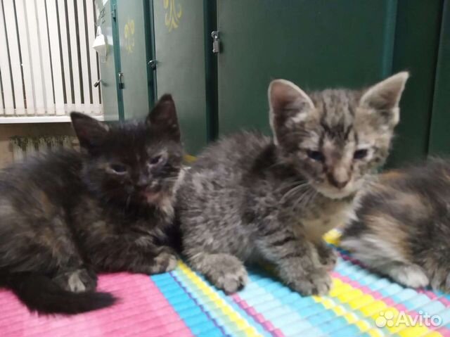 Котята на заводе