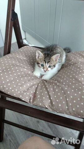 Мими малыши ищут дом