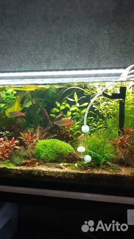 Аквариумные растения