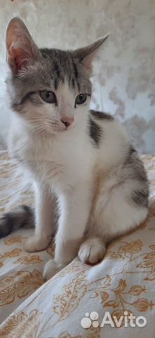 Отдам домашних ласковых котят в хорошие руки