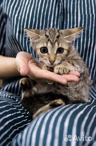 Скарлет ищет дом