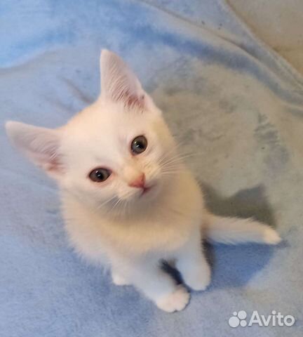 Белая кошечка - маленькая красавица ищет семью
