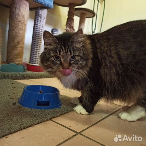 Мелиса, кошка в добрые руки приют Ржевка