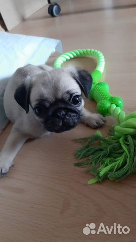 Щенки мопса