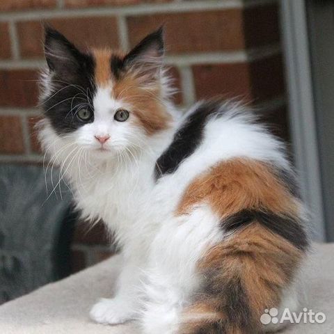 Подарочные малыши хорошенькие котятки -трехцветки