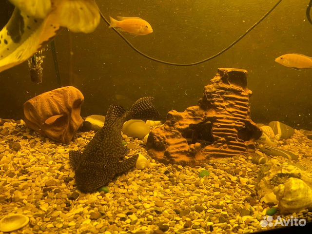 Аквариумные рыбки