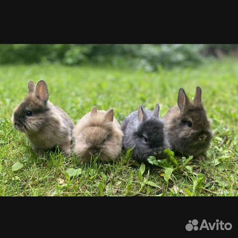Декоративные кролики