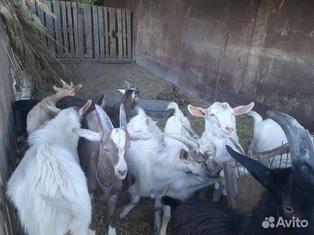 Козел на мясо