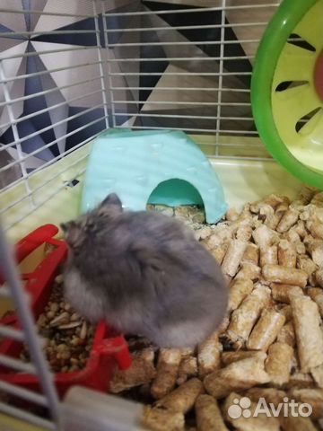 Джунгарский хомяк с клеткой