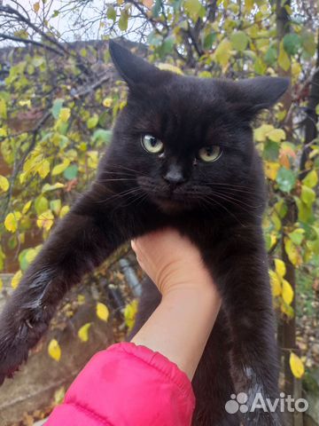 Отдам в добрые руки