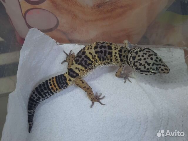 Эублефар мальчик