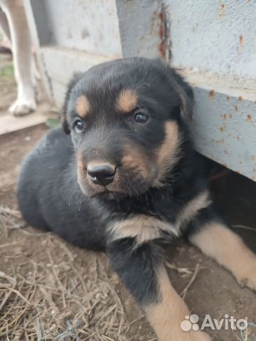 Продам щенков
