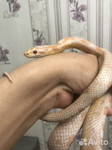 Змея маисовый полоз