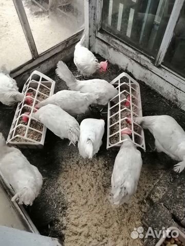 Куры несушки