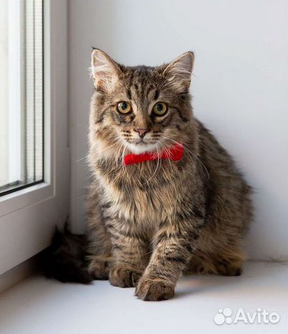 Кошка в дар