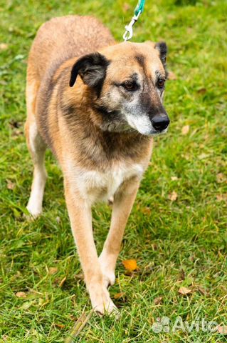 Собака Сенди 7 лет