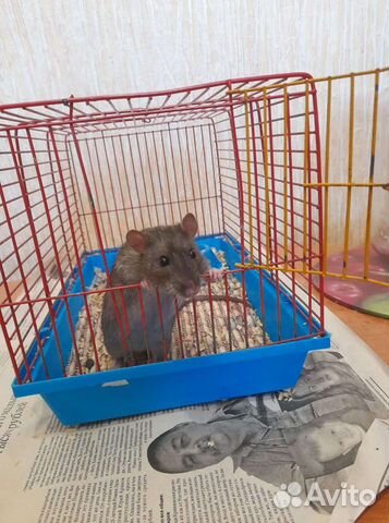 Крысёнок дамбо