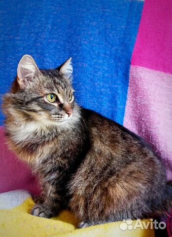 Кошка в добрые руки