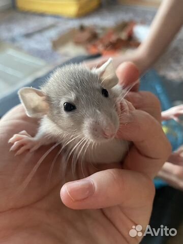 Крыса дамбо