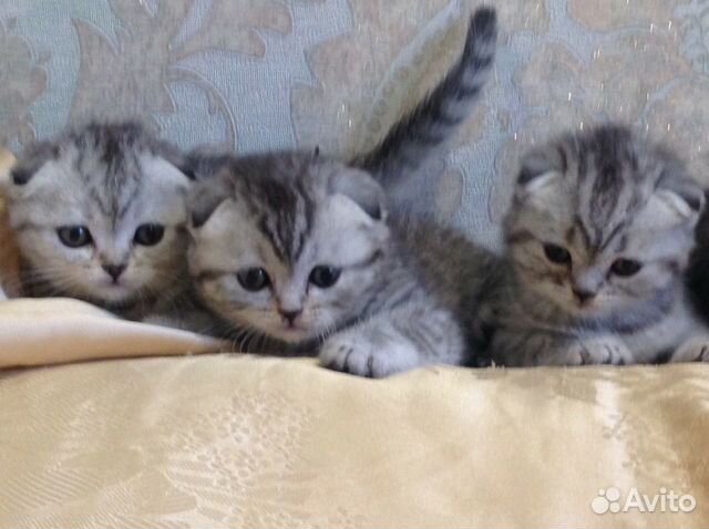 Вислоухие котята