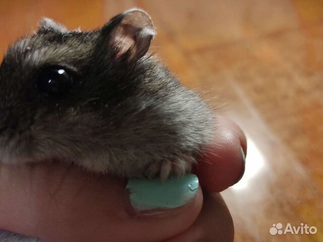 Джунгарский хомяк девочка
