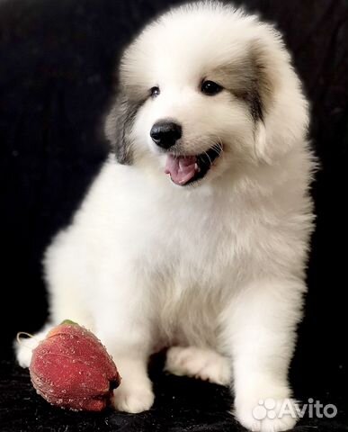 Пиренейская горная собака щенки