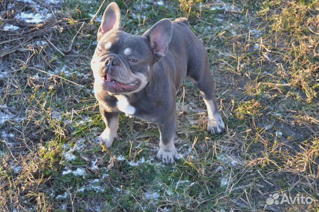 Предлогается на вязку Lilac Tan