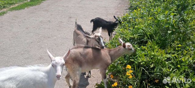 Козлята