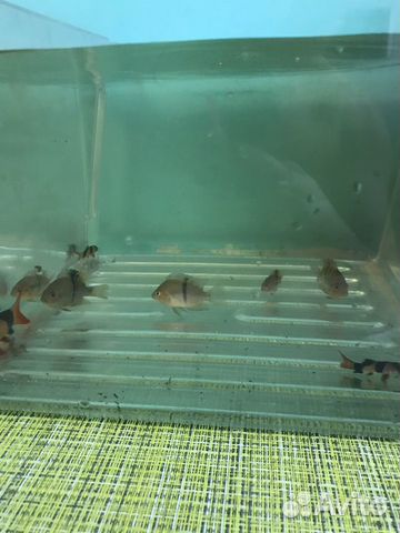 Цихлазома седжика