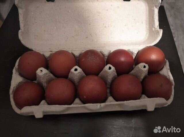Инкубационное яйцо черномедного марана